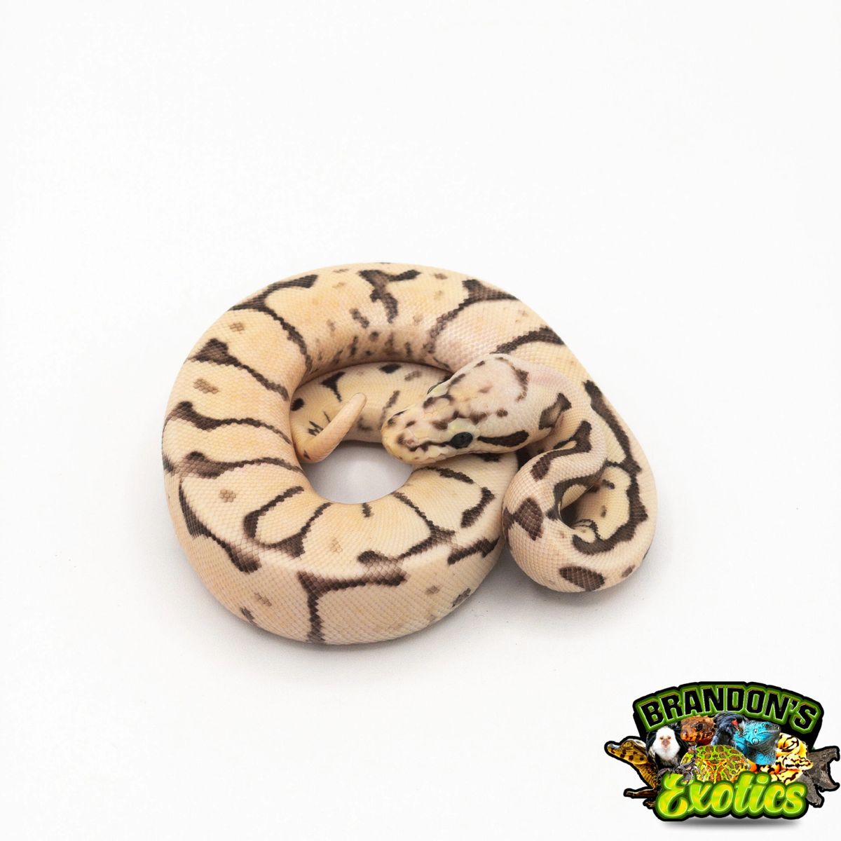 MOJAVE BUMBLEBEE BALL PYTHON